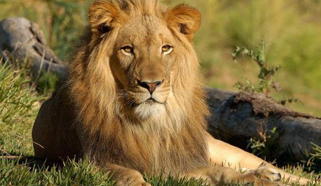 Iese leul dimineata nervos din casa si da prima data cu ochii de vulpe ...